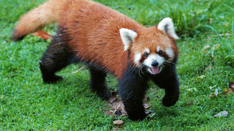 Red Panda: Primata Kecil dengan Pesona Luar Biasa - hewanunik.com